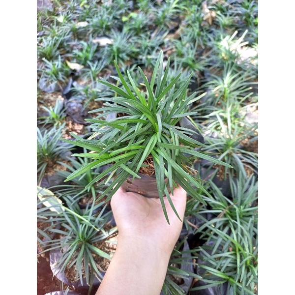 Jual Kucai Mini Tanaman Hias Pengganti Rumput | Shopee Indonesia