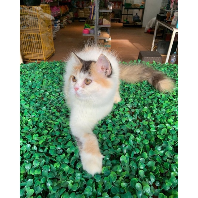 Jual kucing & kitten ras persia abu , calico , silver shade , himalaya ...