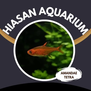 Jual amandae Harga Terbaik & Termurah Februari 2026 | Shopee Indonesia