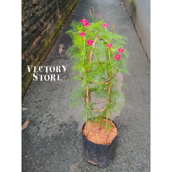 Jual Tanaman Hias Herbal Songgo Langit / Rincik Bumi Super Rimbun ...