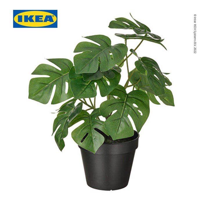Jual IKEA FEJKA TANAMAN HIAS MONSTERA DENGAN POT 12 CM | Shopee Indonesia