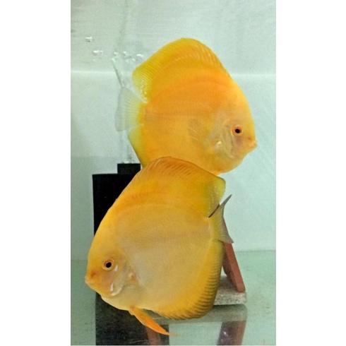 Jual Pair Discus Golden Yellow Proven | Shopee Indonesia