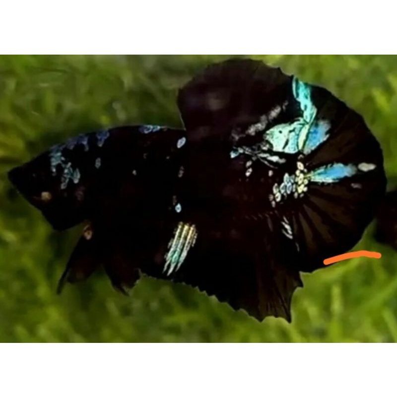 Jual Doubletail/Halfmoon/Plakat Avatar Blackseries | Shopee Indonesia