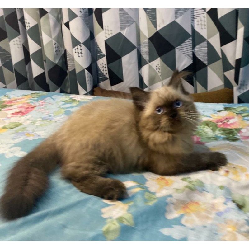 Jual kucing ragdoll cinamon | Shopee Indonesia
