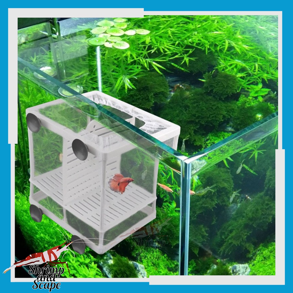Jual Breeding Box Net / Karantina Ikan aquarium, kotak kawin ikan ...
