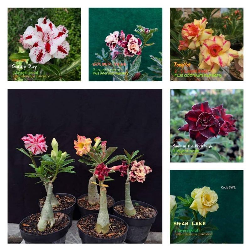 Jual ADENIUM PAKET 5 WARNA BUNGA TUMPUK * HARGA LEBIH MURAH | Shopee ...