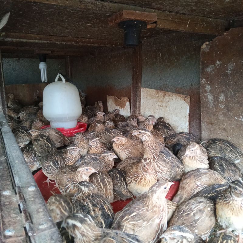 Jual BURUNG PUYUH HIDUP MURAH | Shopee Indonesia