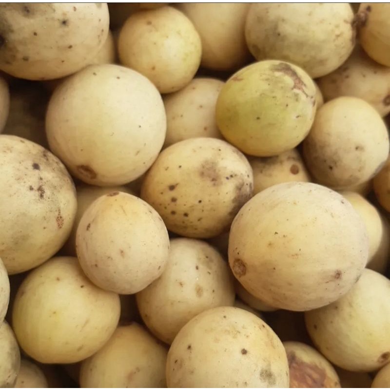 Jual duku palembang 1 kg | Shopee Indonesia