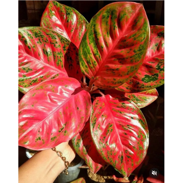 Jual aglonema wulandari - tanaman hias aglonema wulandari - bunga ... Jual aglonema wulandari - tanaman hias aglonema wulandari - bunga ...