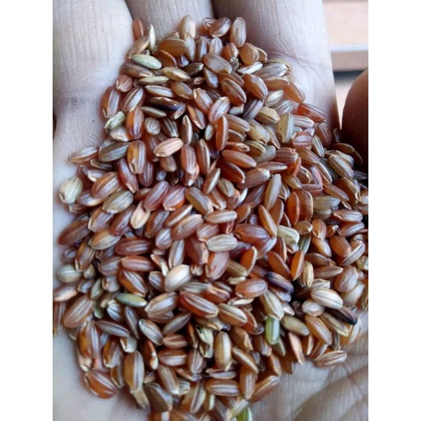 Jual BERAS MERAH PECAH KULIT ORGANIK MENTIK WANGI PREMIUM FRESH ...