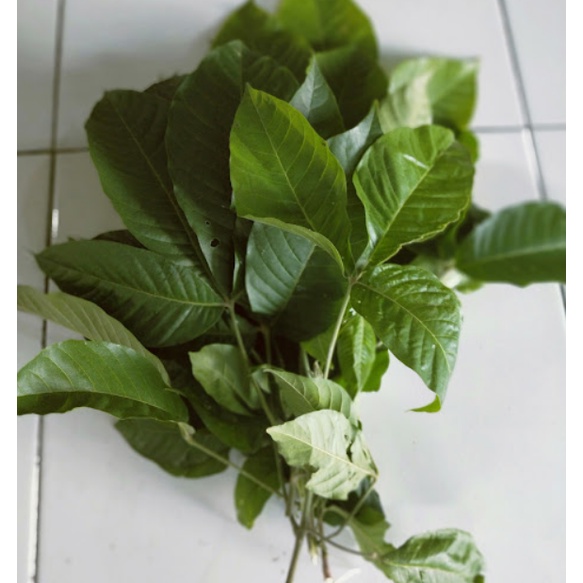 Jual Daun Kisampang segar / Daun Ki Sampang obat herbal kanker rahim ...