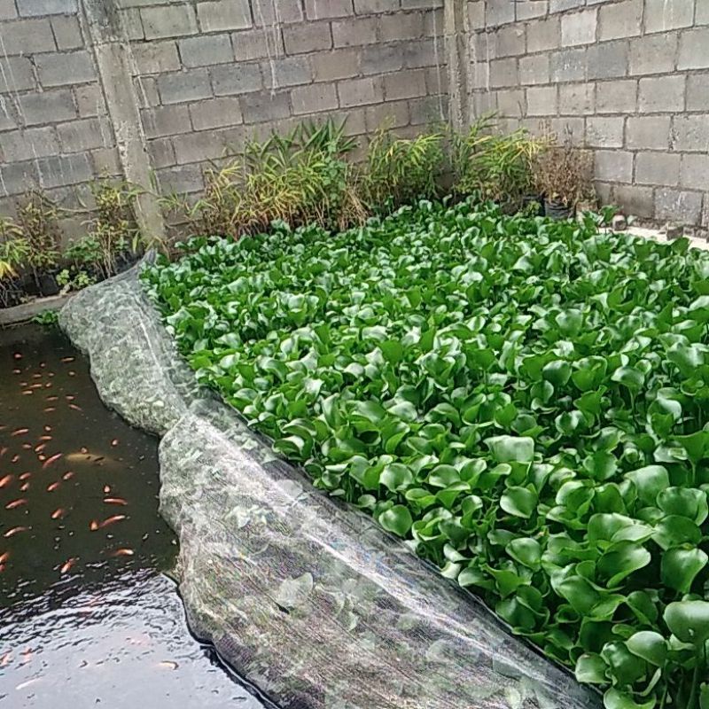 Jual Eceng Gondok segar tanaman air / enceng gondok / hiasan kolam ...