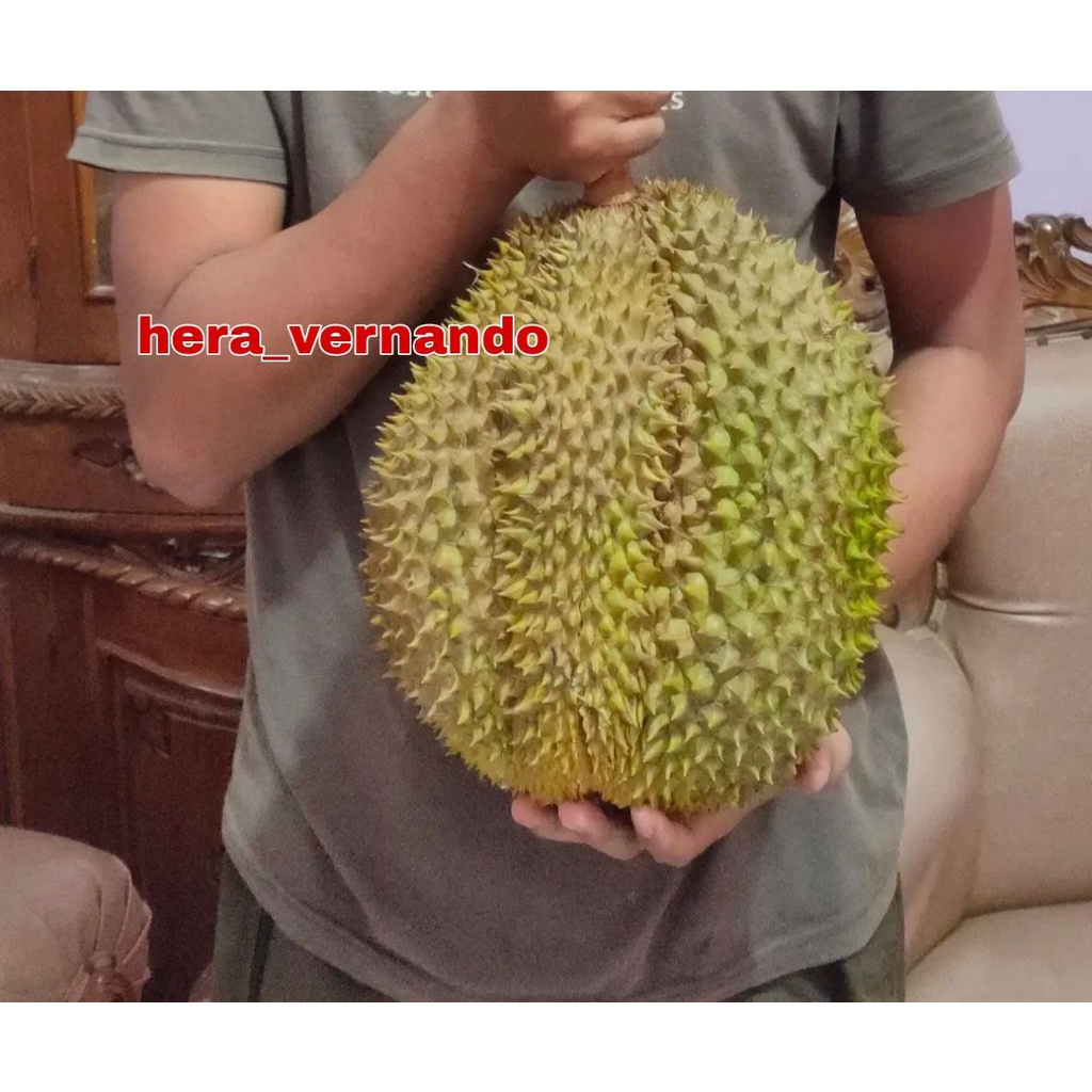 Jual Bibit Durian Chane Super Batang Besar | Shopee Indonesia