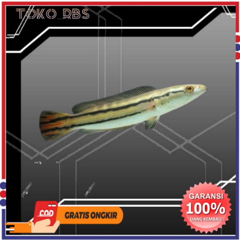 Jual beby toman 6/8cm gabus toman -hiasan aquarium | Shopee Indonesia