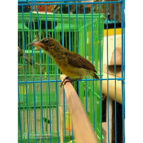 Jual burung kolibri ninja sumatera | Shopee Indonesia