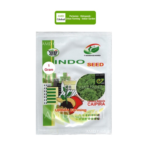 Jual Benih Selada Caipira / Lettuce Batavia Caipira Enza Zaden EZ ...