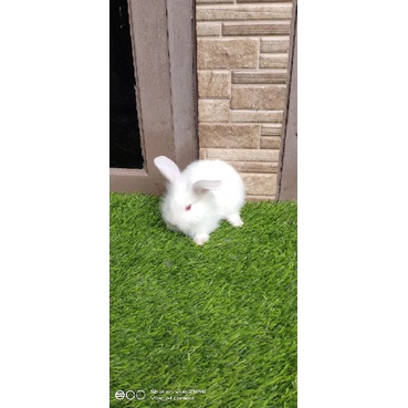 Jual kelinci lokal/semi anggora | Shopee Indonesia