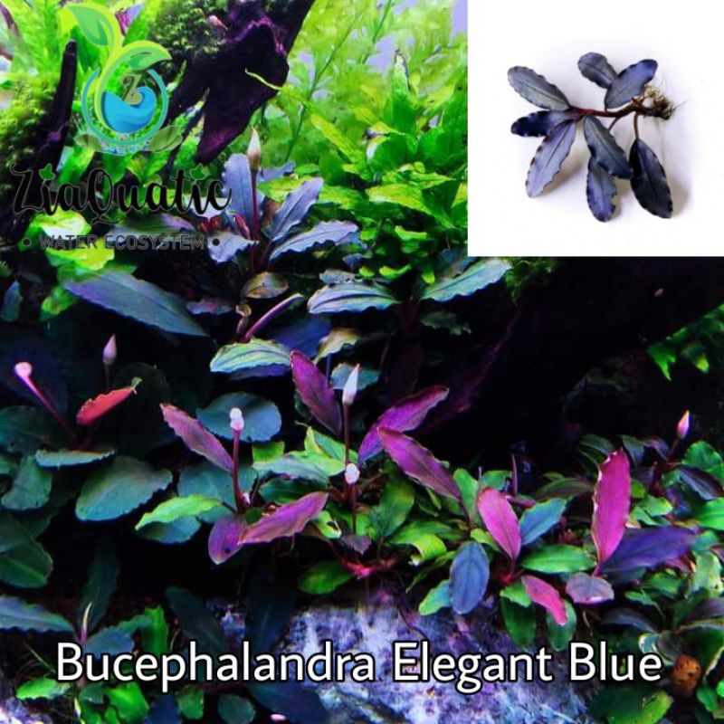 Jual Bucephalandra Elegant Blue (Rare) Rizome - Tanaman Aquascape ...