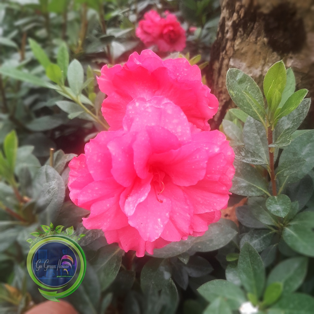 Jual BUNGA AZALEA PING LIS PUTIH Rhododendron javanicum ASALEA AZALIA ...
