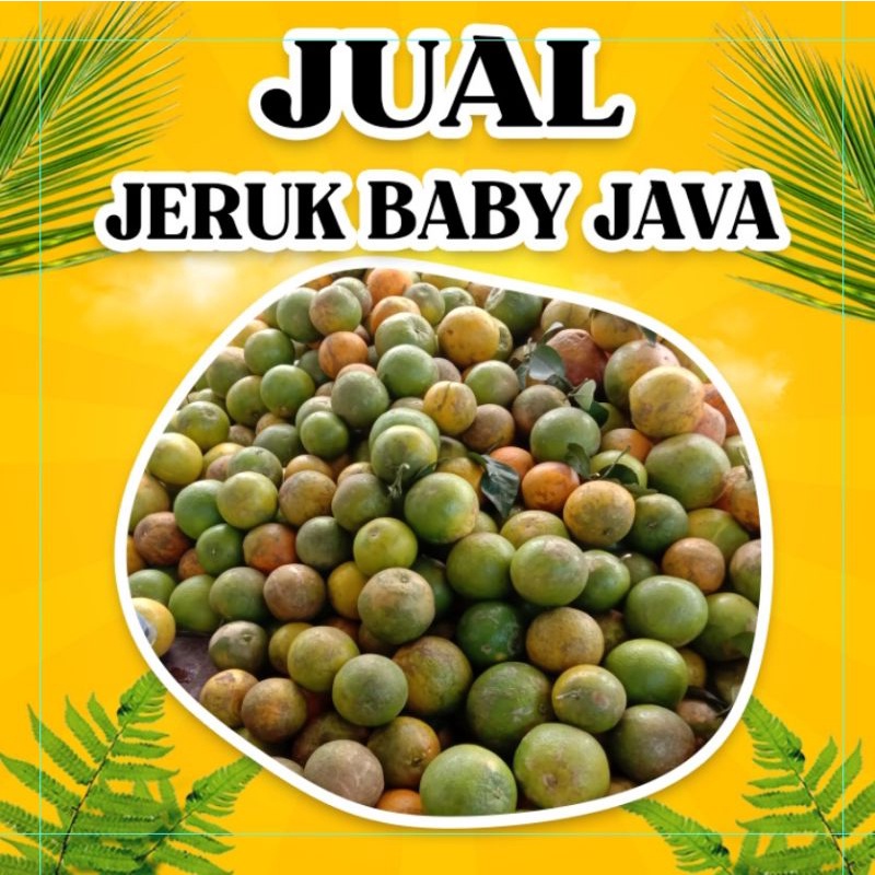Jual JERUK BABY JAWA DISTRIBUSI PONTIANAK | Shopee Indonesia