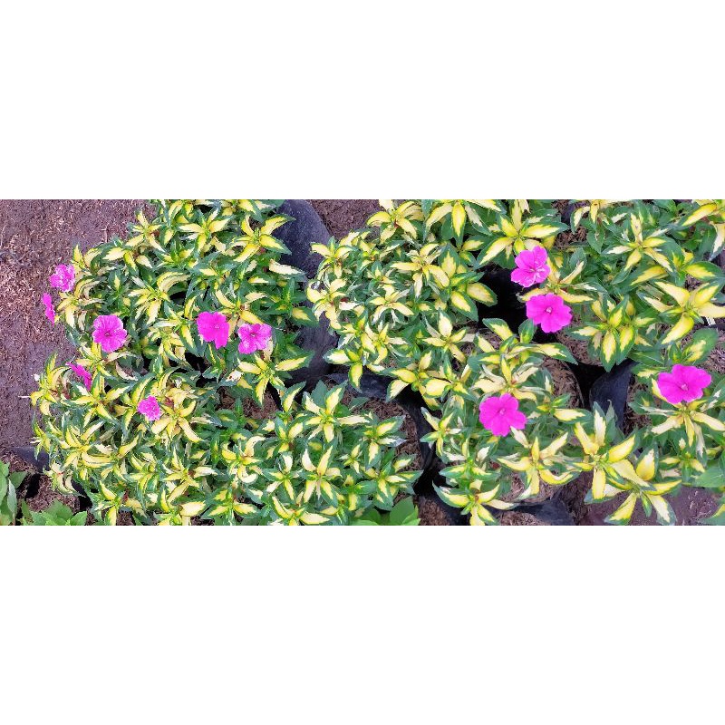 Jual tanaman pacar variegata impatiens new guinea impatiens variegata ...