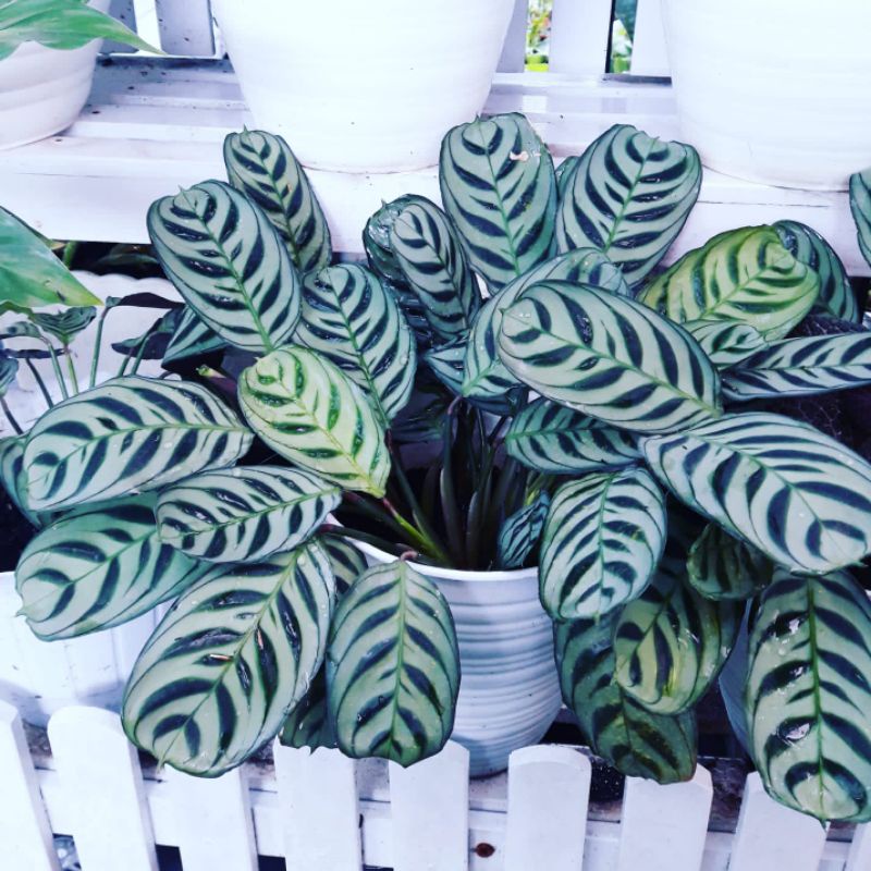 Jual calatea sepat / calathea sepat / calathea stromata | Shopee Indonesia