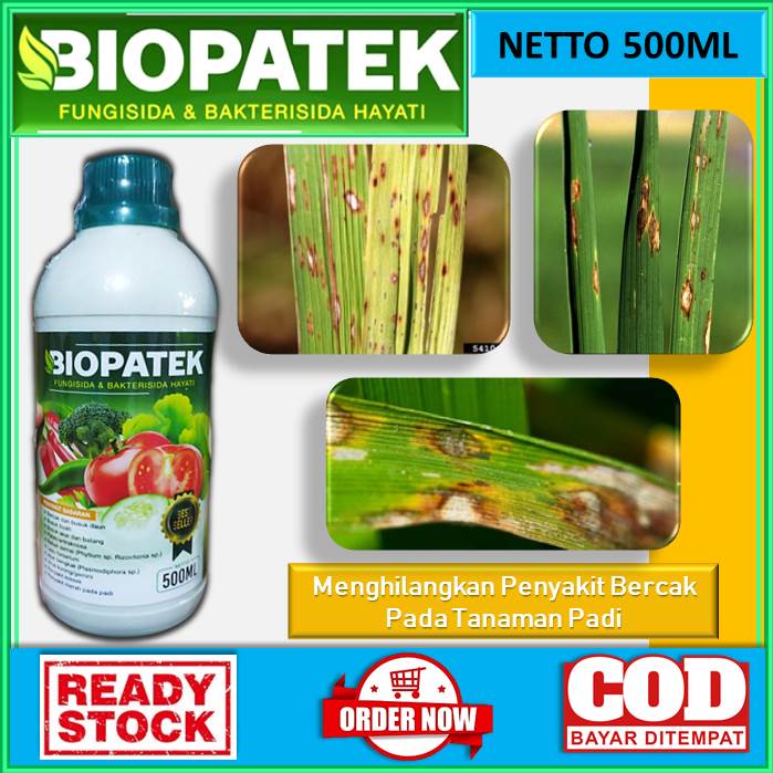 Jual OBAT BERCAK DAUN PADI - ampuh mengatasi penyakit bercak pada tanaman padi [BIOPATEK 500mL ...