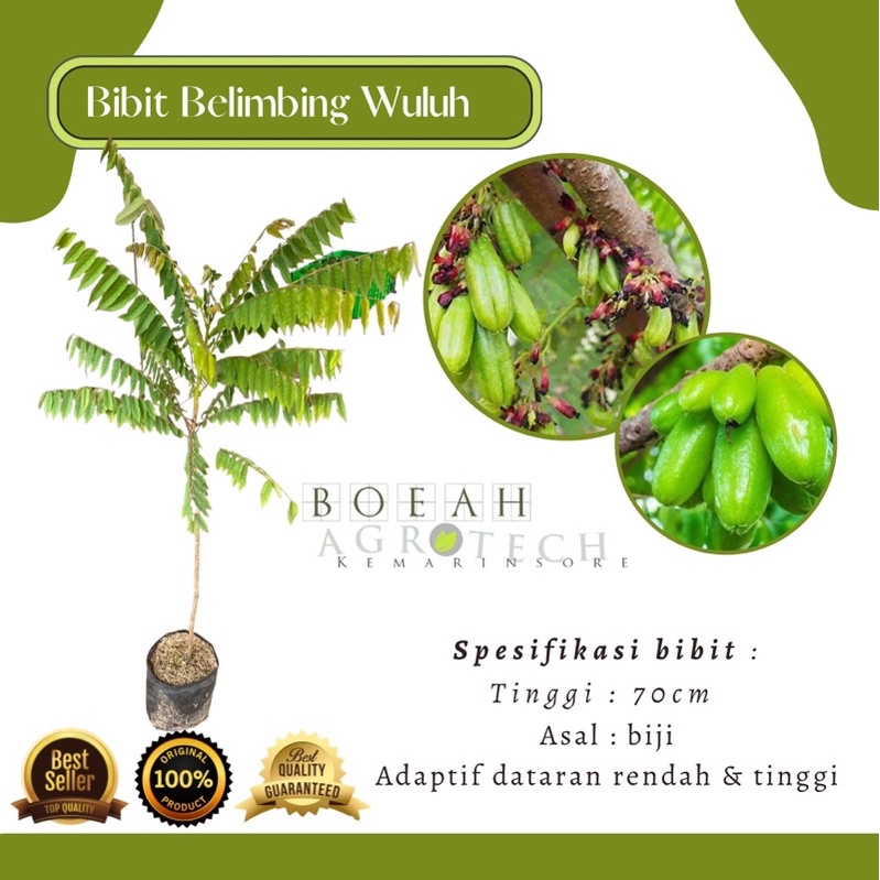 Jual Bibit Tanaman Belimbing Wuluh Untuk Sayur Kondisi Rimbun | Shopee Indonesia