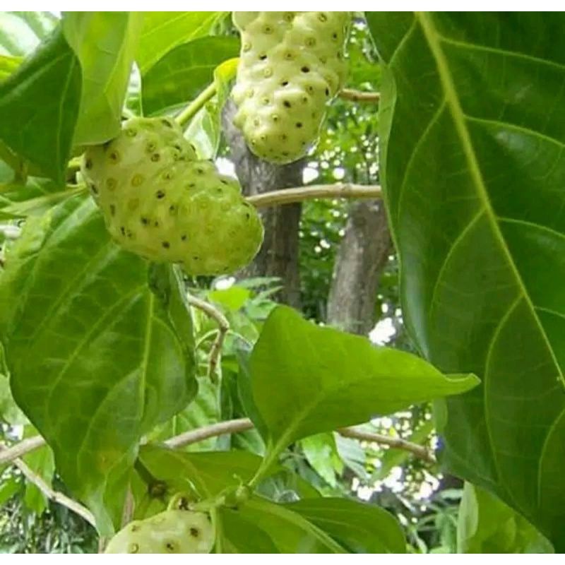 Jual BUAH MENGKUDU / BUAH PACE /BUAH HERBAL ALAMI,herbal tradisional ...