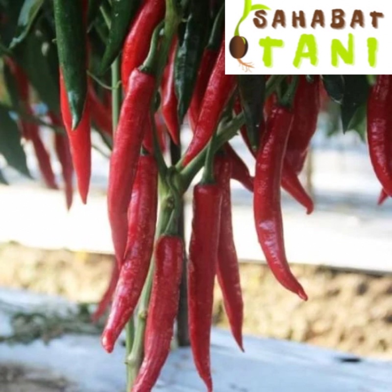 Jual Cabe Merah Besar Pilar F1 Repack 25 Biji | Shopee Indonesia