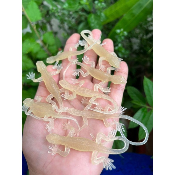 Jual mainan cicak karet | Shopee Indonesia