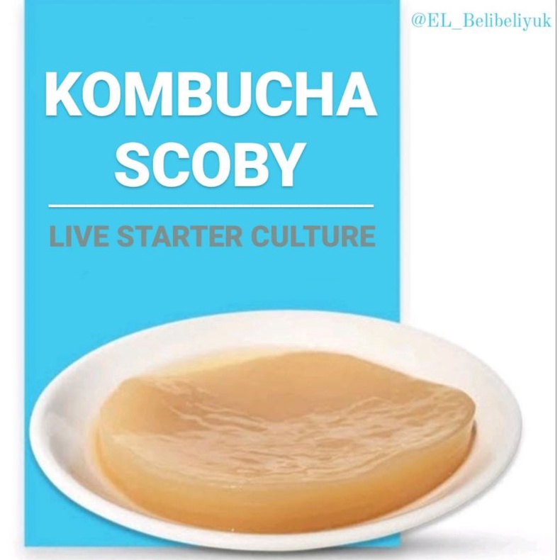 Jual BIBIT SCOBY KOMBUCHA / Jamur DIPO Organik | Shopee Indonesia
