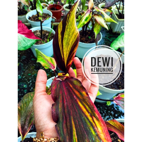 Jual tanaman hias caladium hybrid dewi kemuning cendrawasih papua size ...