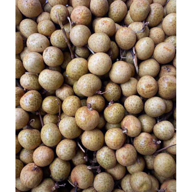 Jual BUAH LENGKENG SUPER STIKER GOLD | Shopee Indonesia