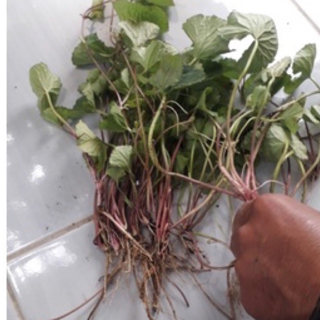 Jual pegagan lanang pegagan merah | Shopee Indonesia