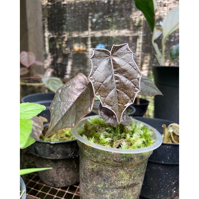 Jual pterisanthes sp ( Piper batman ) | Shopee Indonesia