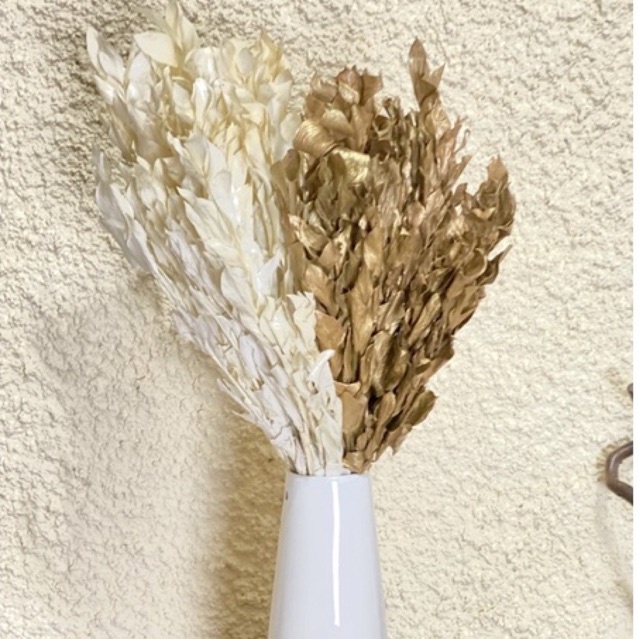 Jual Daun ruskus kering putih Ruscus dried flowers 10 batang (T +/- 50 ...