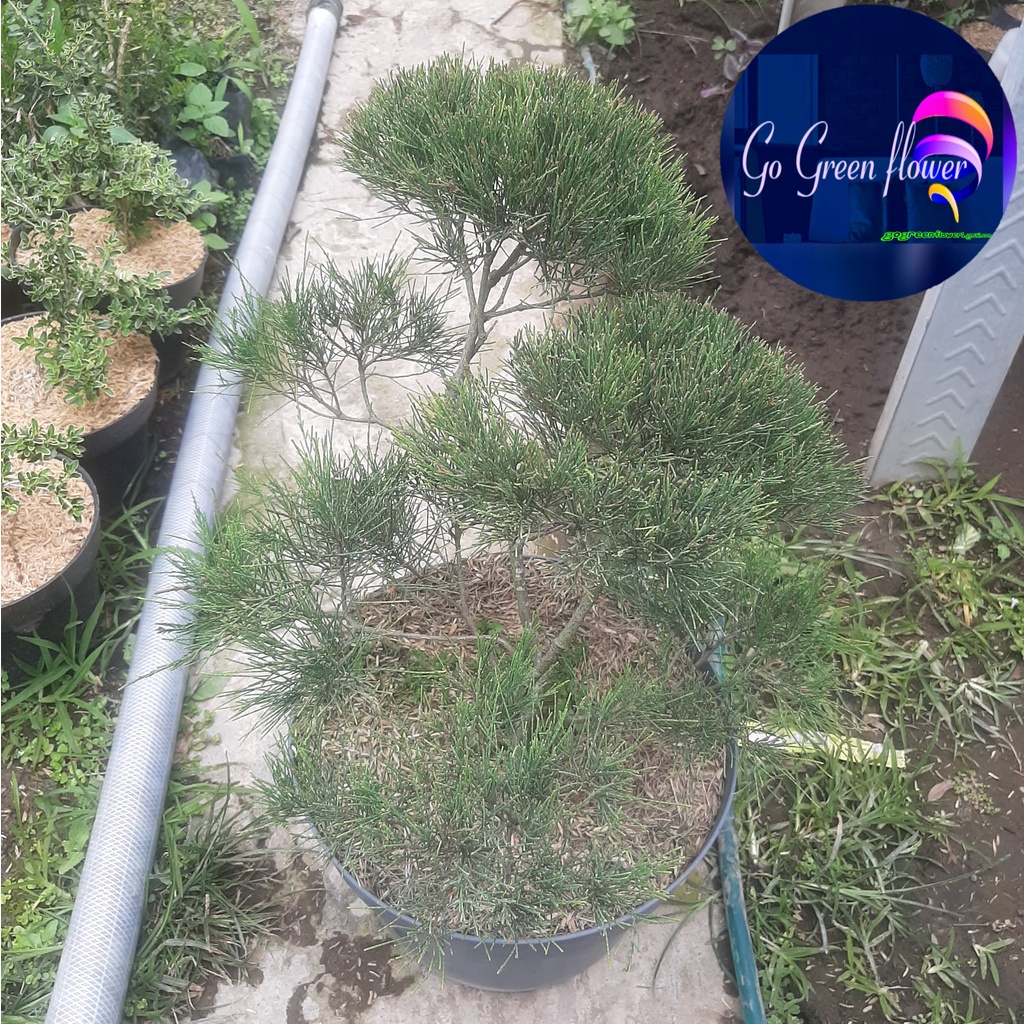 Jual CEMARA UDANG SUDAH BERBENTUK BONSAI BERKARAKTER Casuarina ...