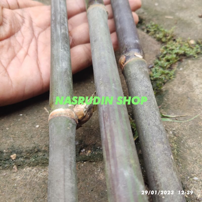 Jual POTONGAN TANGKAI BAMBU HITAM UNUK KERAJINAN DAN SENI / bangbu ...