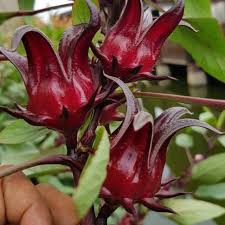 Jual biji benih bunga rosella [tanaman herbal ] (20 biji) | Shopee ...