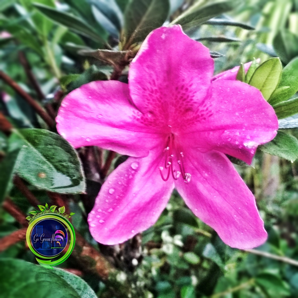 Jual BUNGA AZALEA TERLENGKAP Rhododendron javanicum ASALEA AZALIA TANAMAN HERBAL bunga hias ...