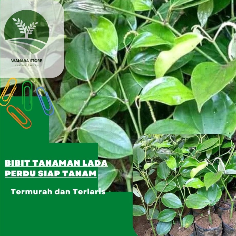 Jual Bibit Tanaman Lada Perdu Siap Tanam | Shopee Indonesia