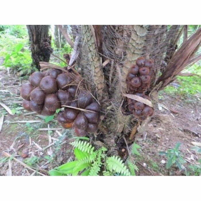 Jual Suplayer Bibit Salak Pondoh Super | Shopee Indonesia