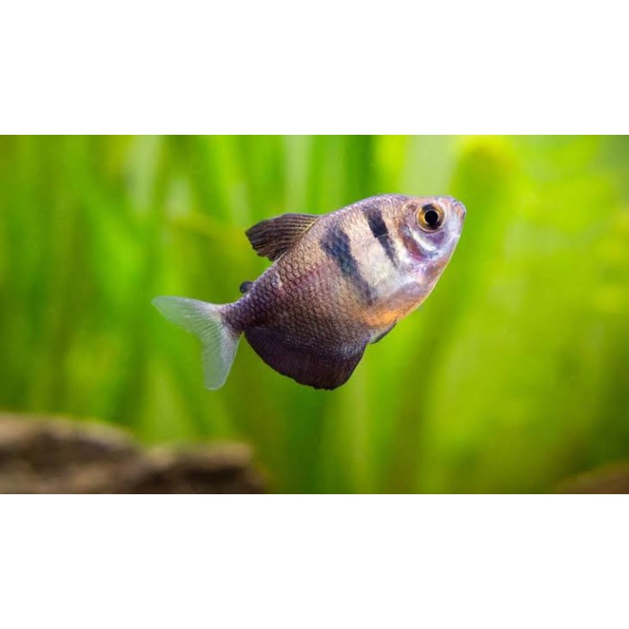 Jual BLACK TETRA | Shopee Indonesia