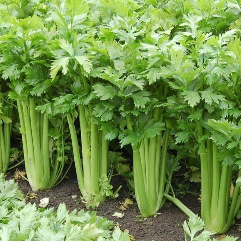 Jual 100 Benih Bibit Seledri Batang Besar Tall Utah Benih Tanaman ...