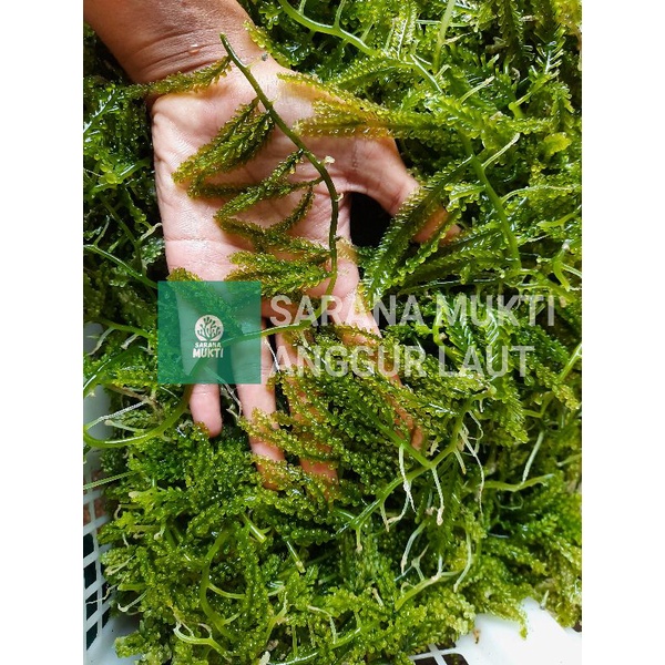 Jual 750 Gram Anggur Laut Segar/ Sea Grapes/ Umibudo/ Lawi-lawi/ Latoh ...