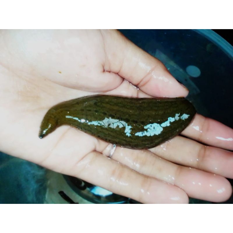 Jual Lintah steril lintah terapi lintah hidup ukuran jumbo | Shopee ...