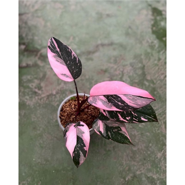Jual philodendron pink congo - philo pink princes marble - tanaman hias ...