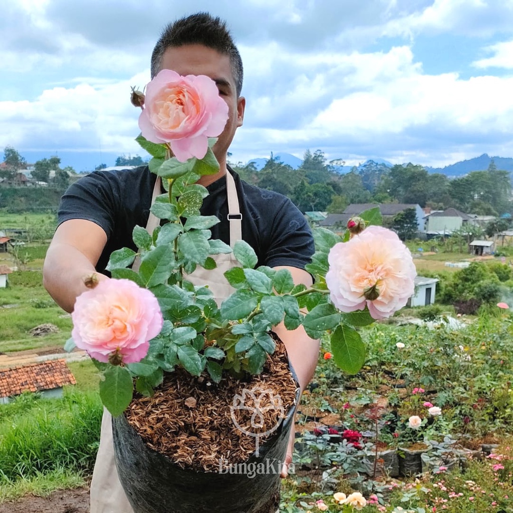 Jual BUNGA MAWAR IMPORT CONSTANCE UKURAN DEWASA | Shopee Indonesia
