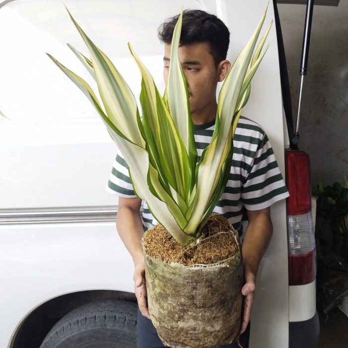 Jual Tanaman hias agave kuning putih/ furcraea foetida gigantea ...